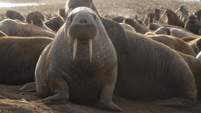 Here are our top 10 facts about Walrus | WWF